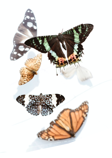 Approach - Rocket Farm Studios